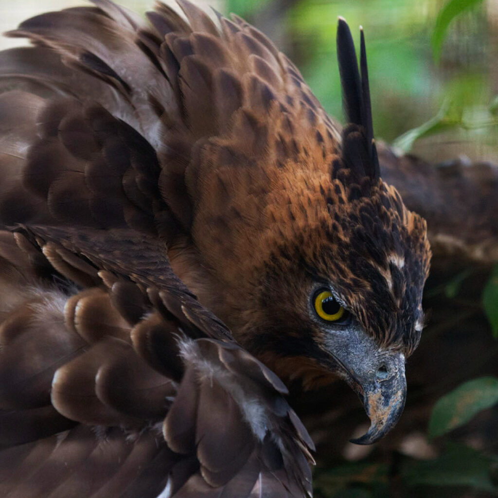 Elang Jawa - Taman Nasional Gn. Merapi