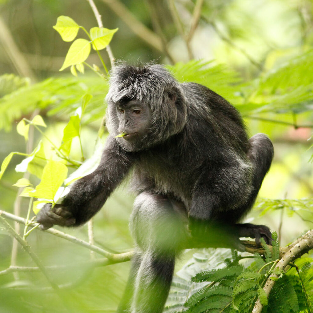 Lutung Jawa - Taman Nasional Gn. Merapi